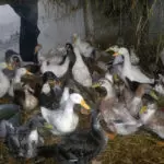 Pane kudyisa broiler ducks: Kudya kwekukura kumba 3666_4