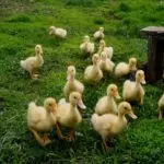 Do que alimentar patos de frangos: dieta por crescer em casa 3666_5