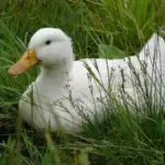 Fiye da ciyar da ducks ducks: abinci don girma a gida 3666_6