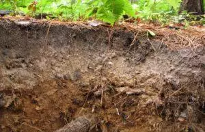 Eienskappe en voorwaardes vir die vorming van bruin grond, plantegroei en eiendomme