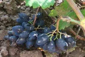 Description et caractéristiques des raisins Rhombick, avantages et inconvénients, en croissance