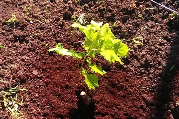 Conformità del terreno