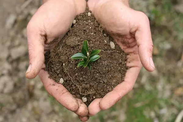 Calidade de terra