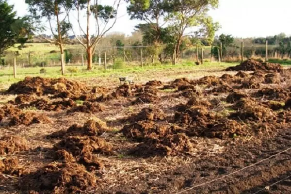 Nyuj Manure