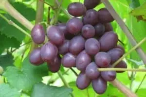 Описание и характеристики на гроздето на Saperavi сорт, регионът на отглеждане и грижи