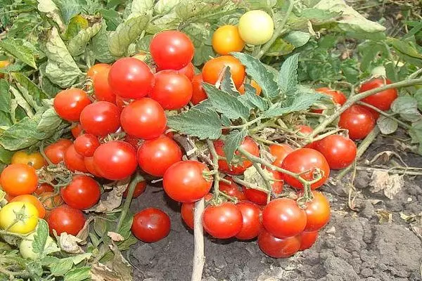 Tomate kistikoak