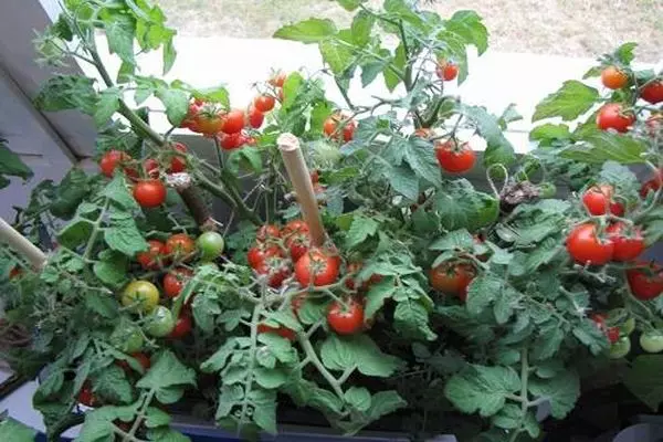 Cultivo de tomates na janela
