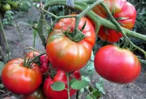 다양한 토마토 설탕 Nastasya의 특성 및 설명, 그 수율