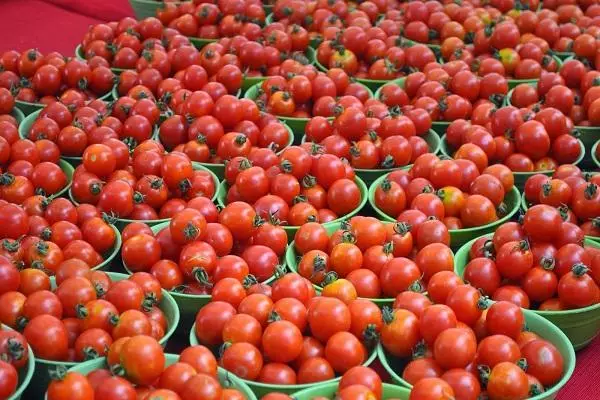Kaušai su pomidorais