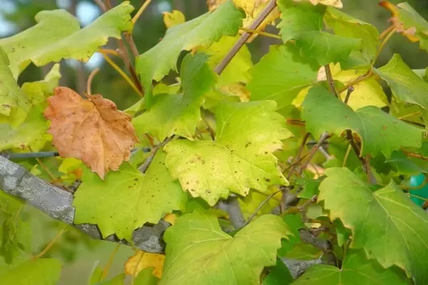 Pelên Grapes