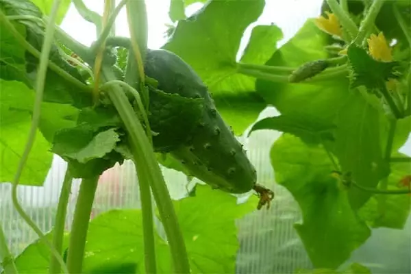 Saad van komkommers