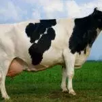 Yalovsky cow: بۇ نېمىدىن دېرەك بېرىدۇ, نېمە ئۈچۈن ئولتۇراقلاشقان, پەرقلەندۈرۈش مۇمكىن 3710_4