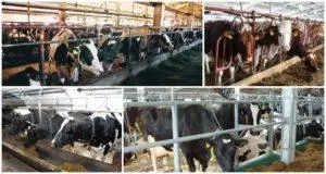 Plus dan keburukan kandungan lembu yang mengikat, peraturan dan bagaimana berlaku pada musim sejuk