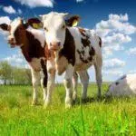 而不是喂养牛：每天标准和年，在家里的正确饮食 3717_18