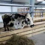 Nego hranjenje krave: standardi dnevno i godinu, prava dijeta kod kuće 3717_3