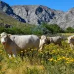Чим годувати корову: норми на добу і рік, правильний раціон в домашніх умовах 3717_9