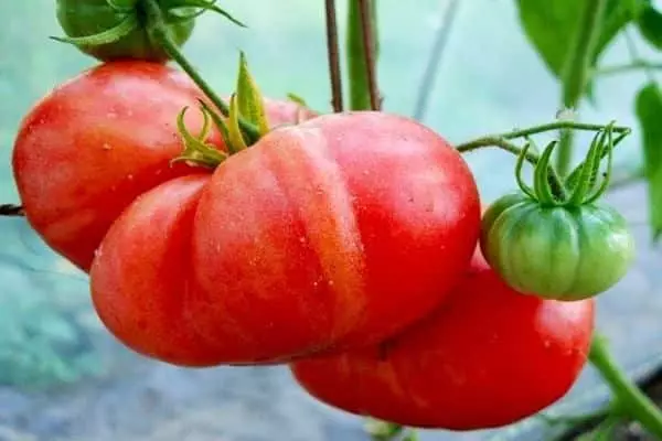 Tomato pink giant.