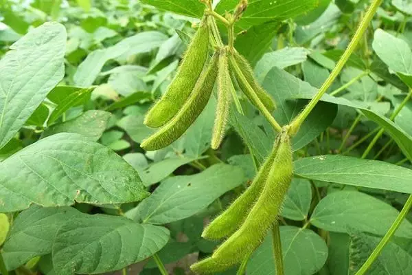 સંસ્કૃતિ સોયા