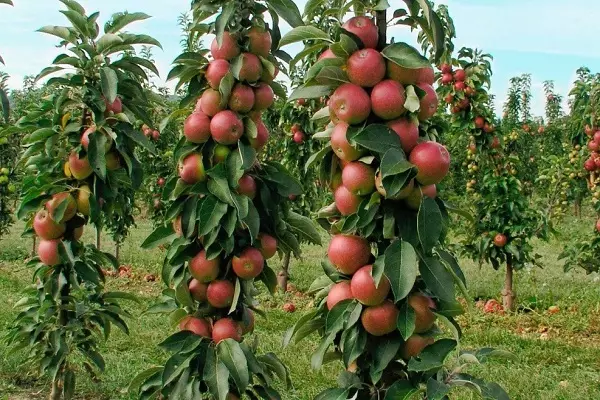Colon's Apple Tree Arbat: Beskrivning av sorten och egenskaperna, odling och vård