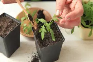 Favoraj tagoj por planti tomatojn en marto 2021