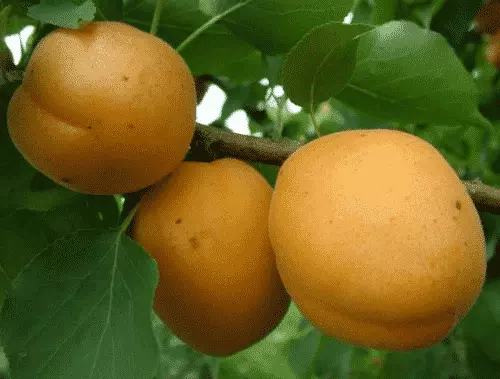Apricot Limonka.