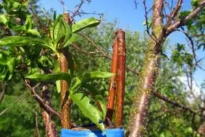 As you can propagate apricot with green cuttings at home, ways to land