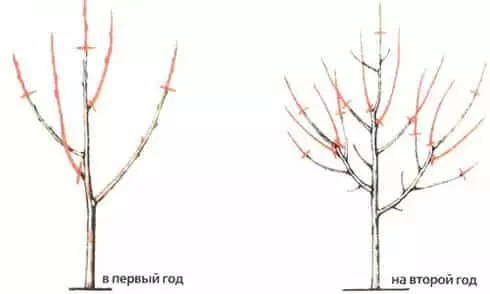 Pruning apricots