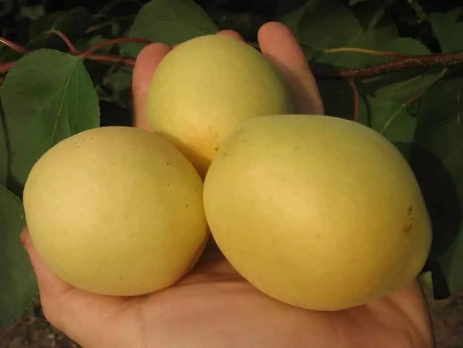 Limy apricot iri-iri
