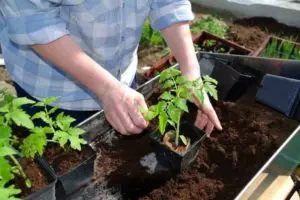 Termiņi Stādot tomātus stādiem Maskavas reģionā
