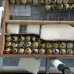 Инкубация на пъдпъдъци яйца у дома подробно за начинаещи 373_10