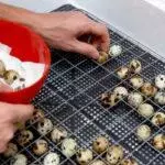 Incubazione delle uova di quaglia a casa in dettaglio per principianti 373_3