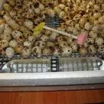 Incubazione delle uova di quaglia a casa in dettaglio per principianti 373_5