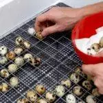 Incubazione delle uova di quaglia a casa in dettaglio per principianti 373_9