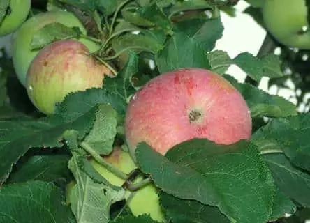 Apple Tree Sparak