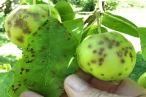 Pazīmes un ārstēšana makaronu uz ābolu koku, kā tikt galā ar narkotikām un tautas aizsardzības līdzekļiem
