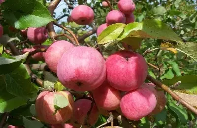 Elma ağacı spartak