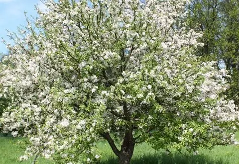 Jabloňové květy