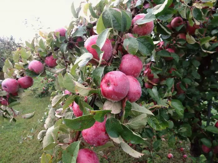 Apple Tree Sparak