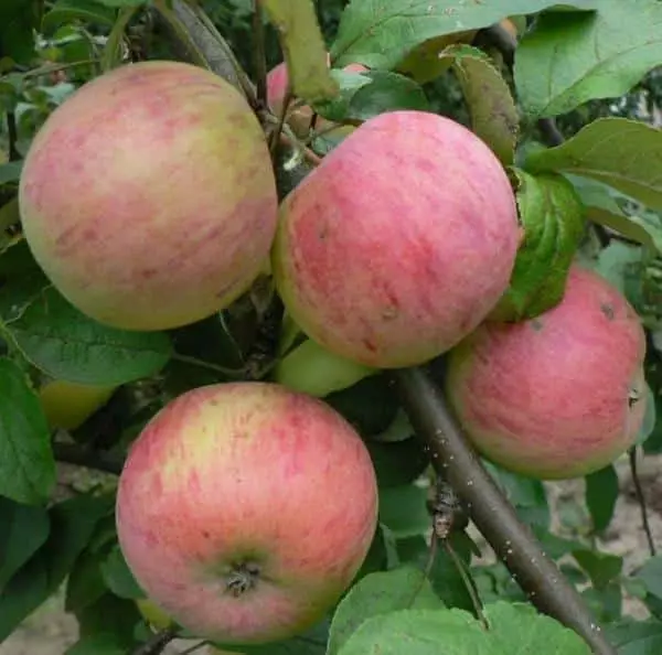 Spartak Tree Apple