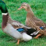 Malaia duck: faamatalaga ma foliga foliga, anotusi tulafono 3745_2