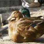 Malaia duck: faamatalaga ma foliga foliga, anotusi tulafono 3745_4