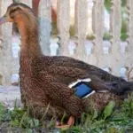 Malaia duck: faamatalaga ma foliga foliga, anotusi tulafono 3745_9