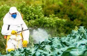 Voorbereidingen gerelateerd aan pesticiden en wat voor soort yadogymicaat het is beter om te kiezen