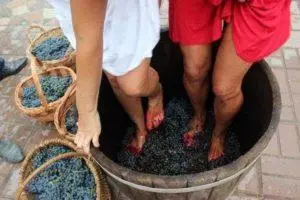 Како правилно ставете го грозјето на виното и создавањето на печатот го прави тоа сами