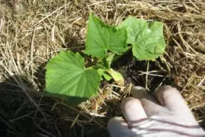 Hvordan og hvordan man mulch agurker i drivhuset og åben jord