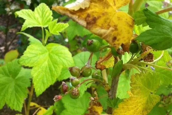 foglie gialle di ribes