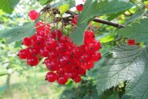 Penerangan dan ciri-ciri jenis currant merah Natalie, pendaratan dan penjagaan