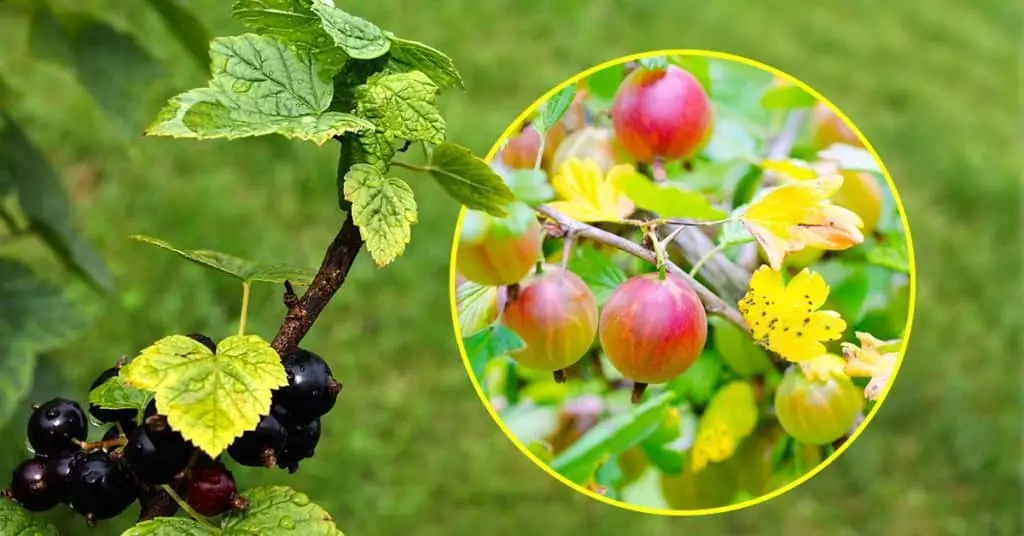 foglie gialle di ribes