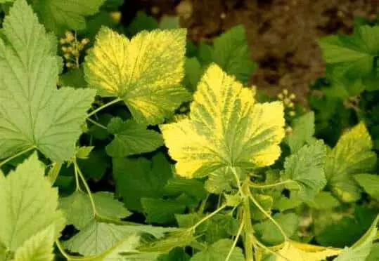 currants کے پیلے رنگ کے پتے