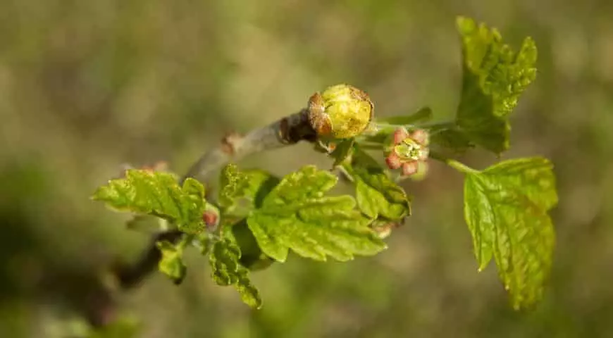 ಗೌರವ ಟಿಕ್